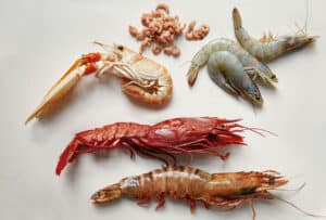 Five crustaceans | Borough Market