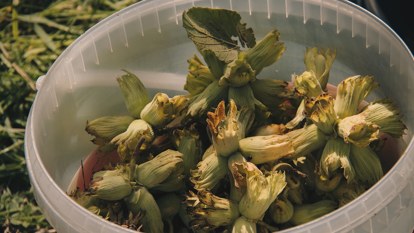 Nuts in September | Borough Market